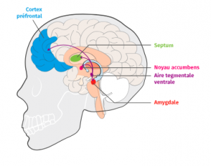 La Présentation – le circuit de la recompense (ou système de récompense)